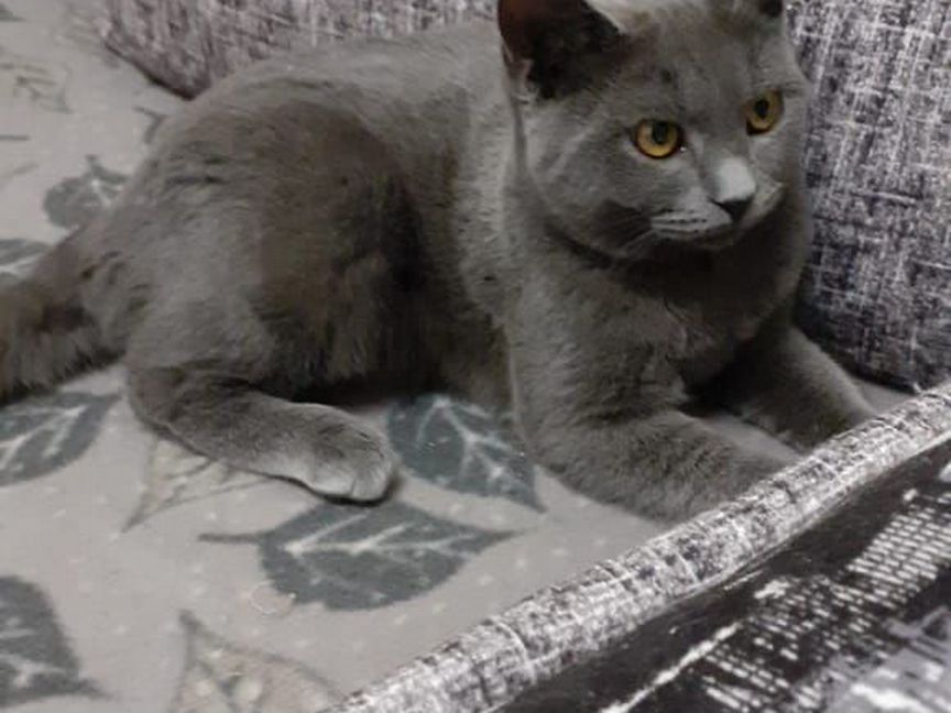 Котёнок Смокки