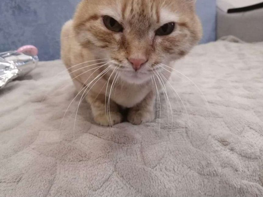 Рыжие кошки приносят счастье