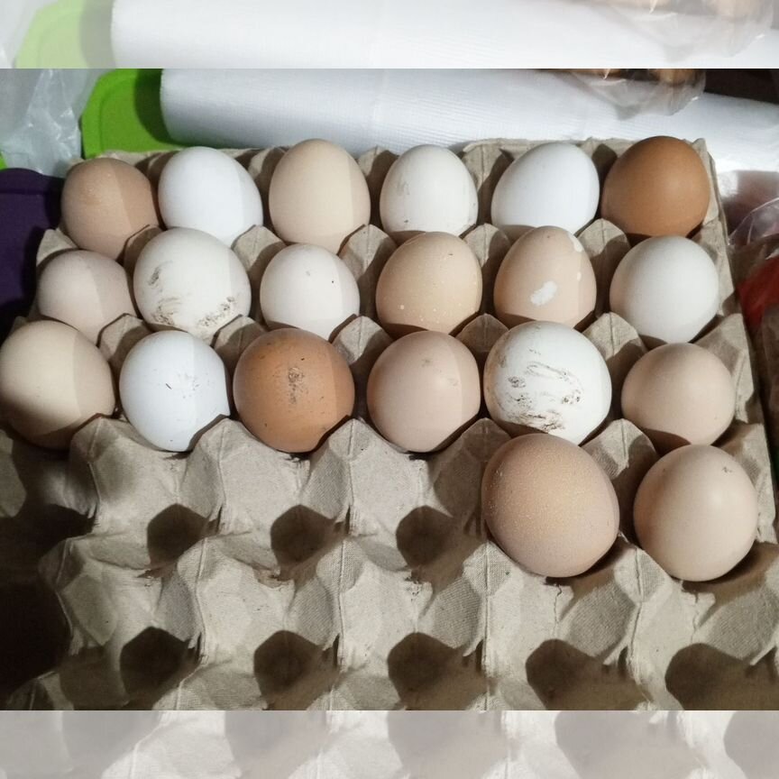 Яйцо куриное