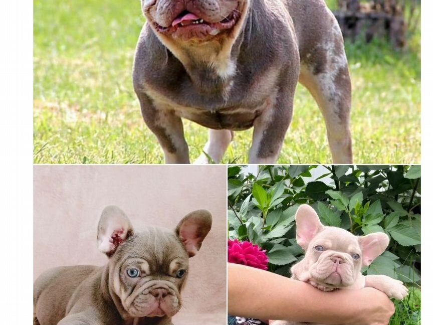 Изабелла Нью Шейд Мерле с подпалом. Вязка. Щенки