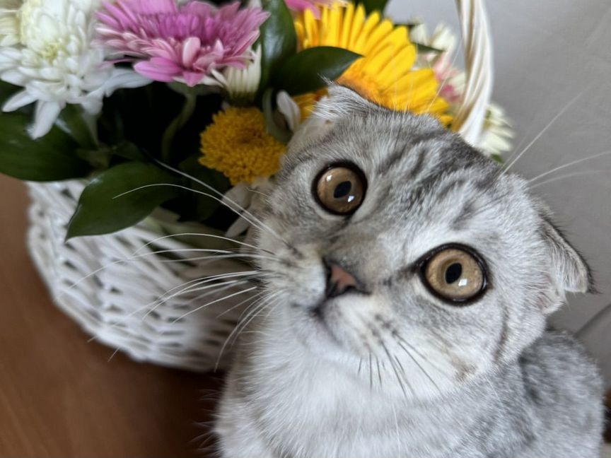 Шотландский вислоухий кот