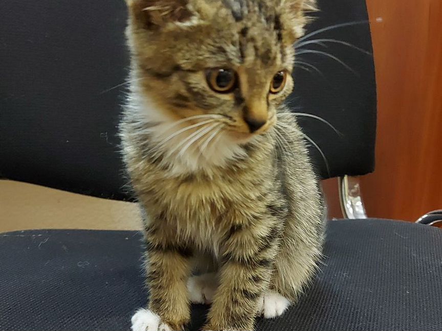 Кошки в добрые руки бесплатно