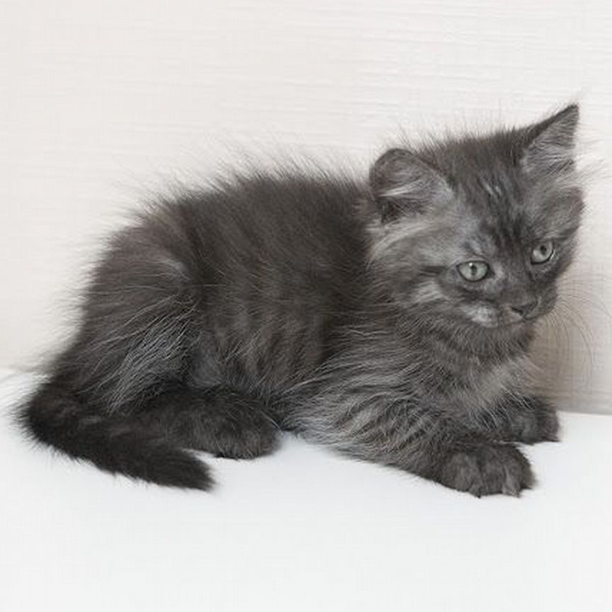 Сибирский котёнок