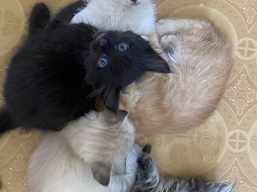 Котята в добрые руки