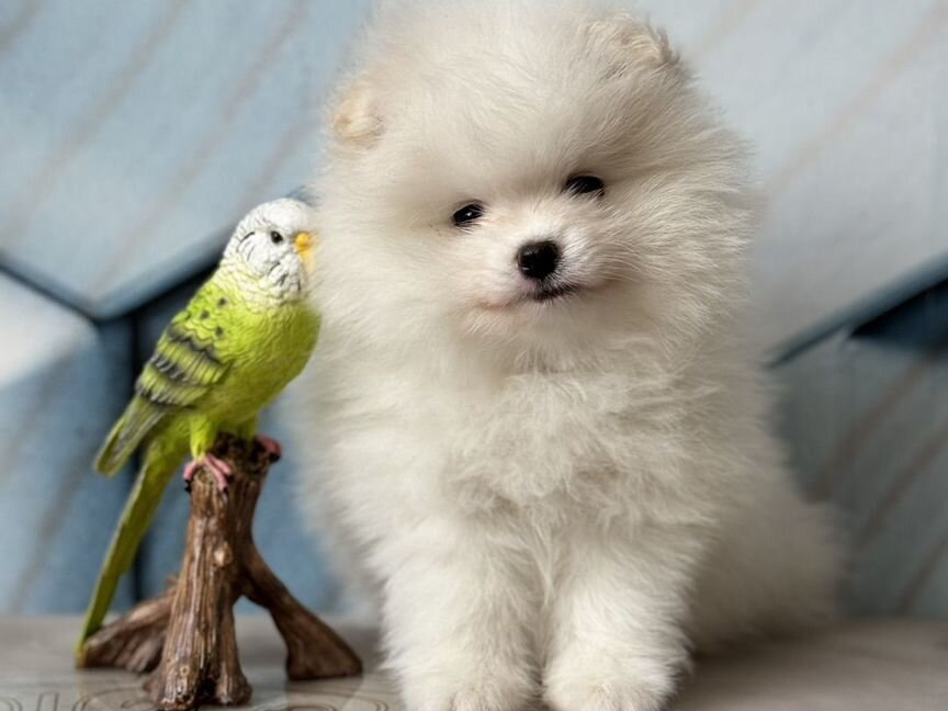 Померанский шпиц медвежьего типа