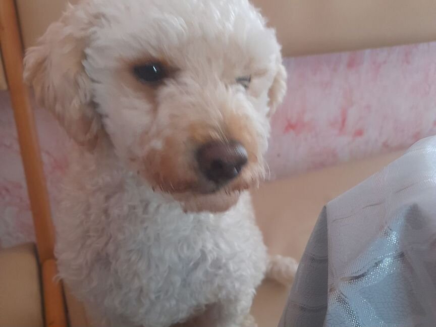 Пудель вязка