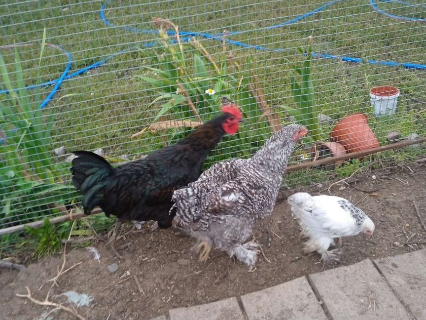 Куры джерсийский гигант