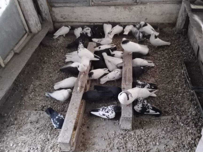 Голуби Свердловские высоколетные