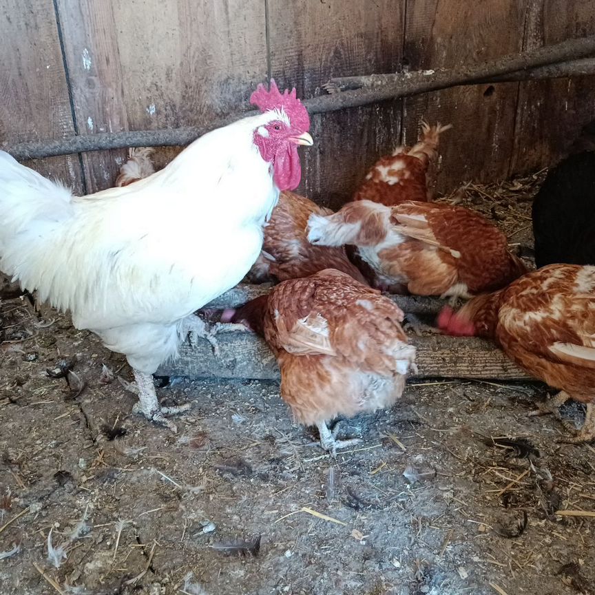Куры несушки продам