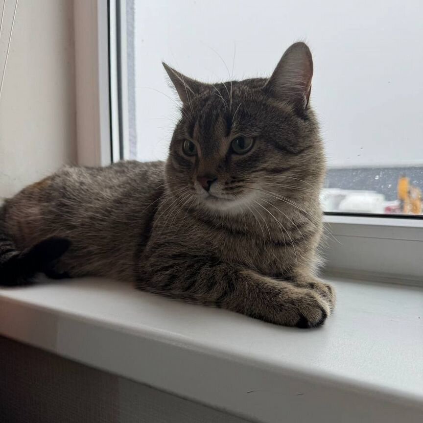 Коты в добрые руки