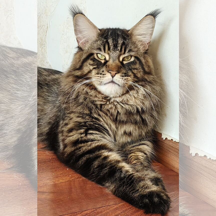 Мейн-кун, взрослый кот