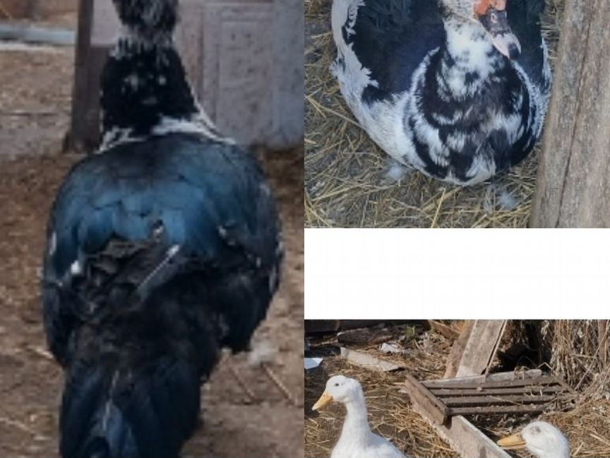 Мускусные утки