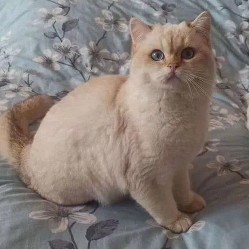 Мальчик ny 1133