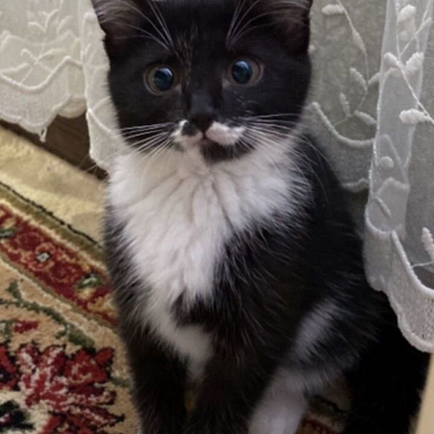 Отдам в хорошие руки котенка