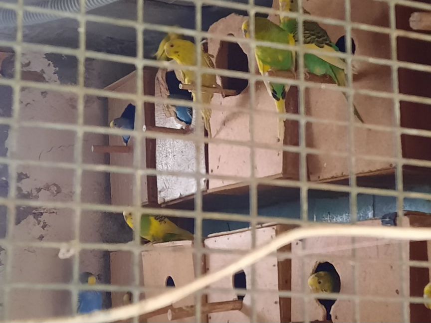 Волнистый попугай