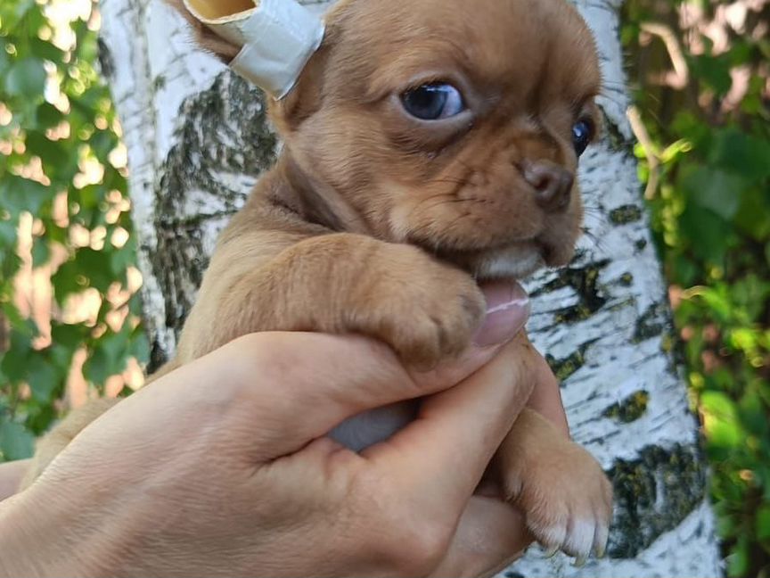 Щенки чихуахуа