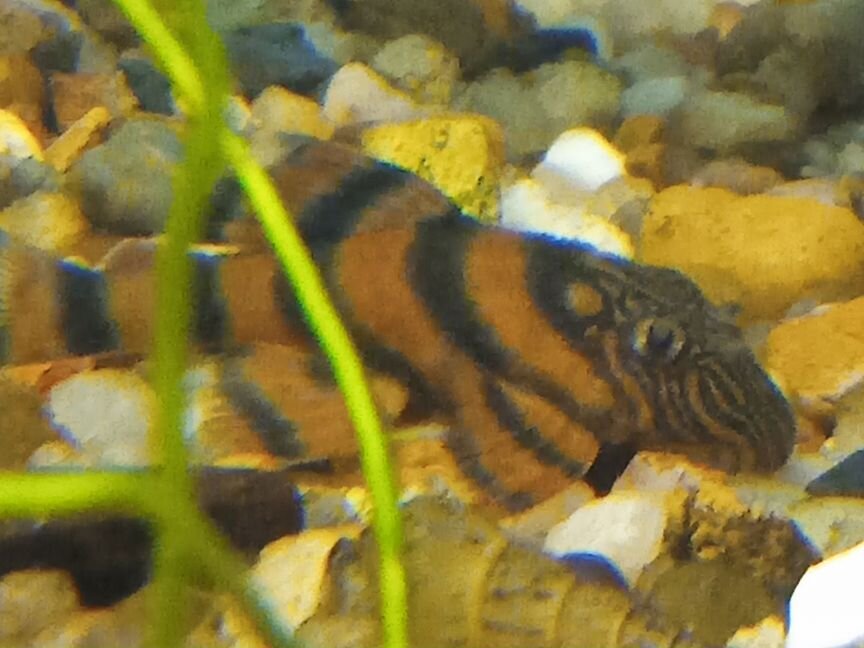 Сом L397 Красная зебра