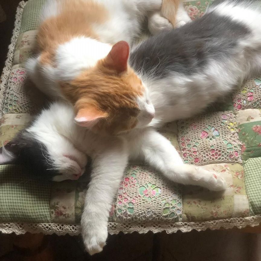 Котята подростки
