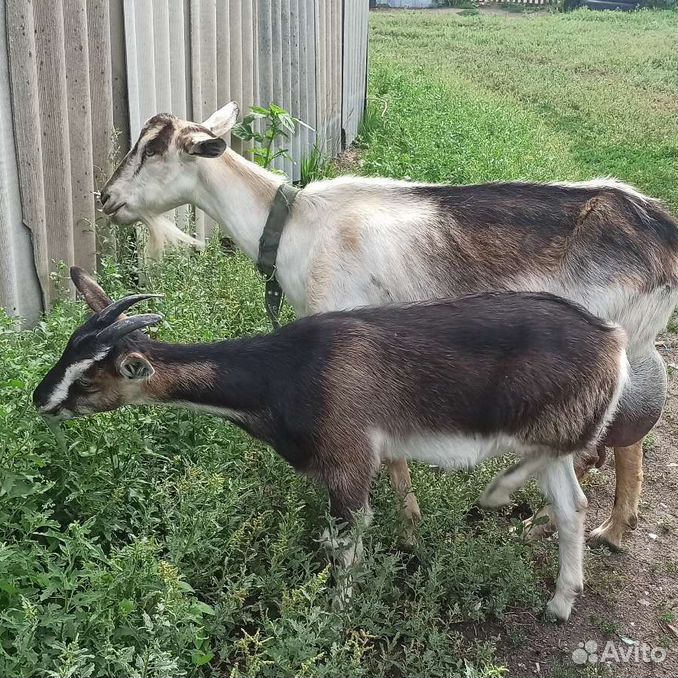 Коза и козочка