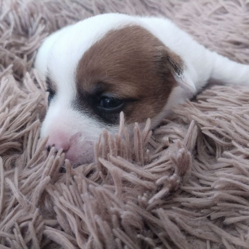 Щенки джек рассел терьер гладкошерстный