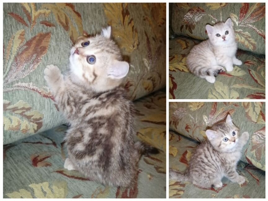 Шотландские детки