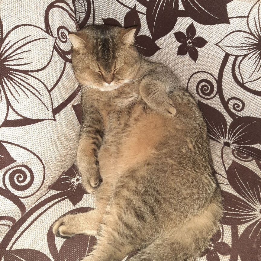 Отдам в добрые руки бесплатно