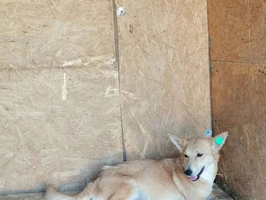 Собака Ружулька