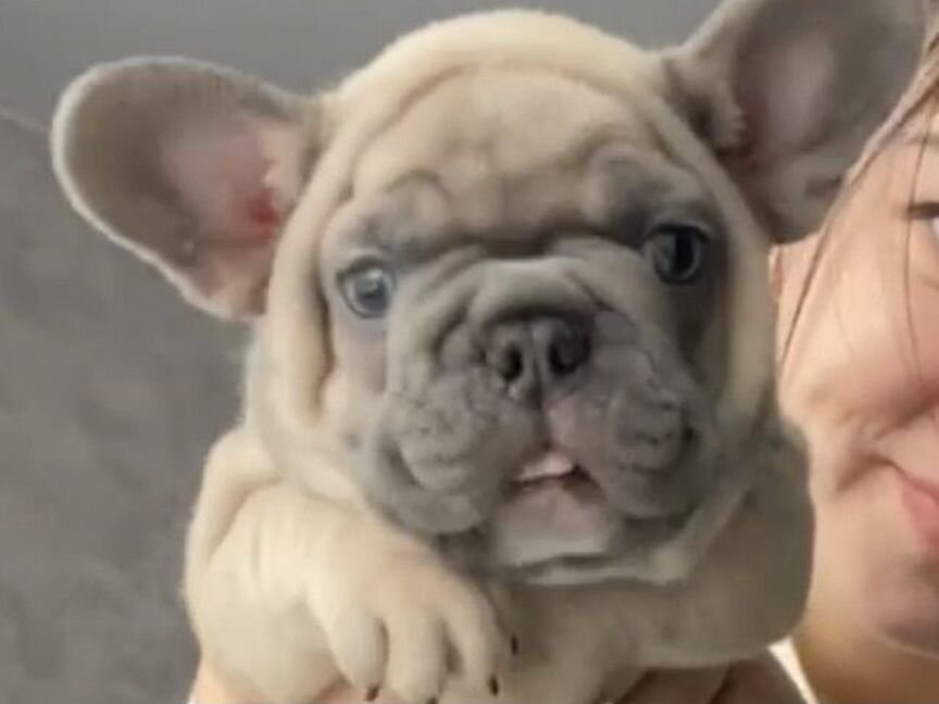 Сливочный лиловый фавн в супер качестве