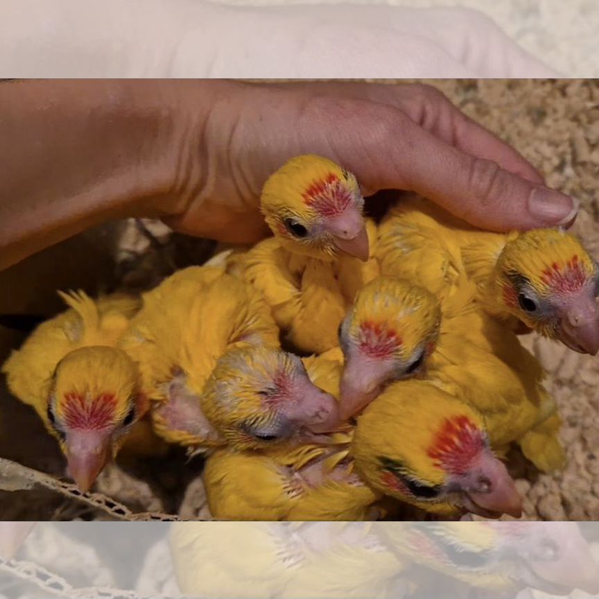 Какарик ручной выкормыш