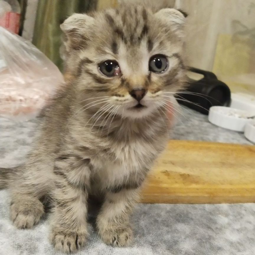 Шотландский вислоухий короткошёрстный котёнок