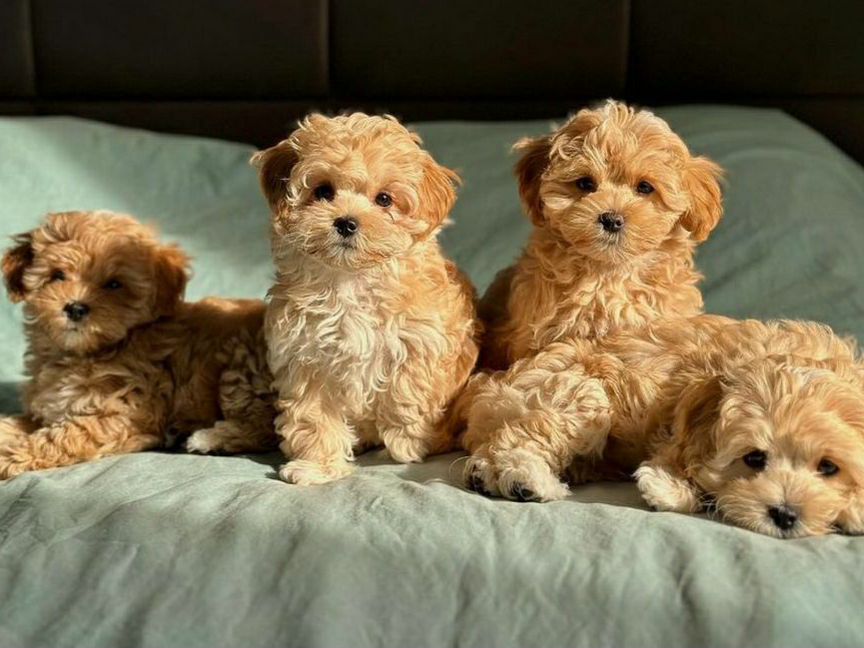 Щенки мальтипу