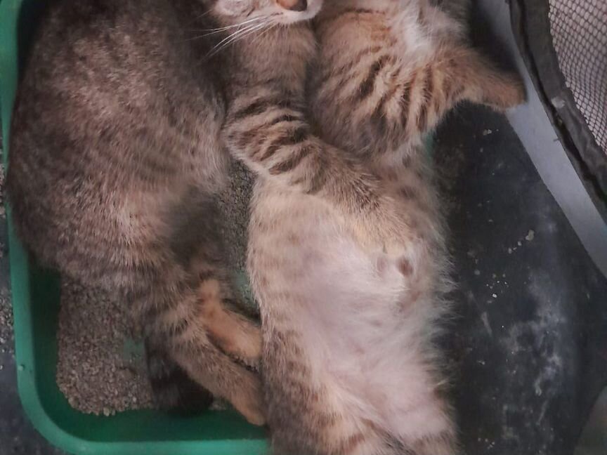 Котята 2,5 мес