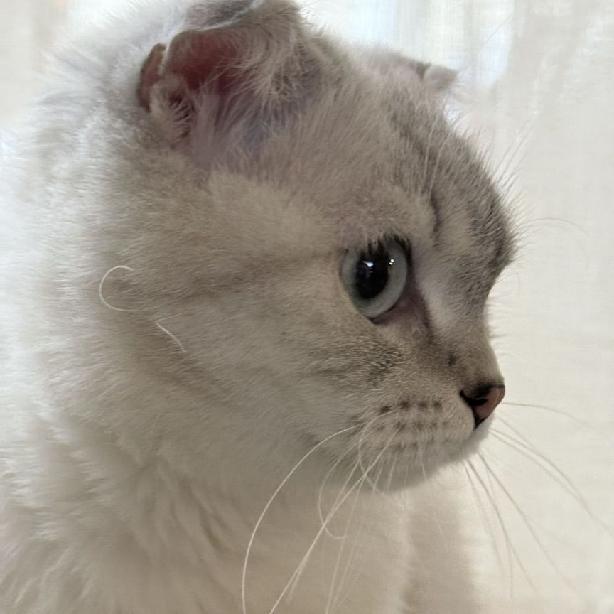 Продам красивую кошечку