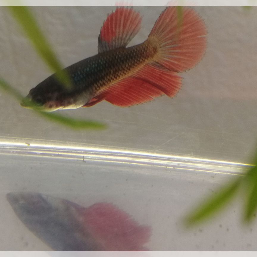 Петушок рыбка