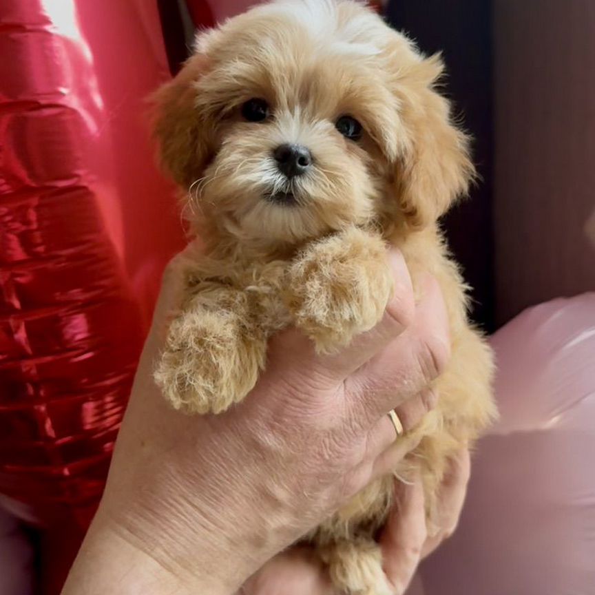 Мальтипу, щенок