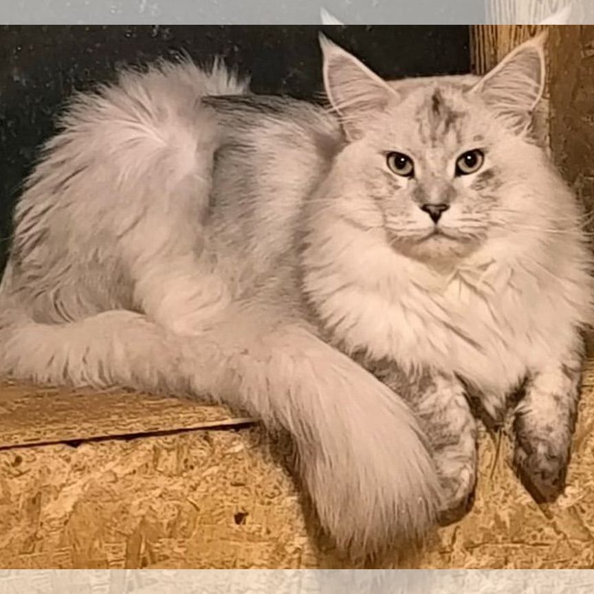 Мейн-кун, взрослый кот