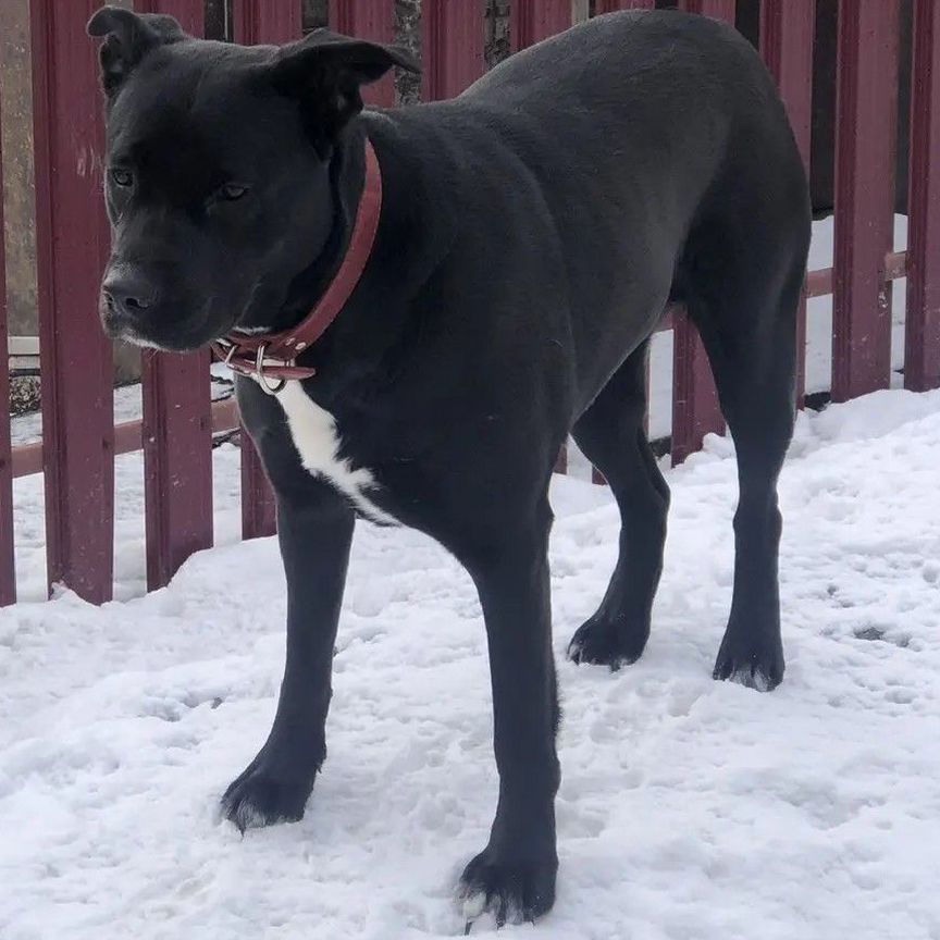 Взрослая собака в добрые руки