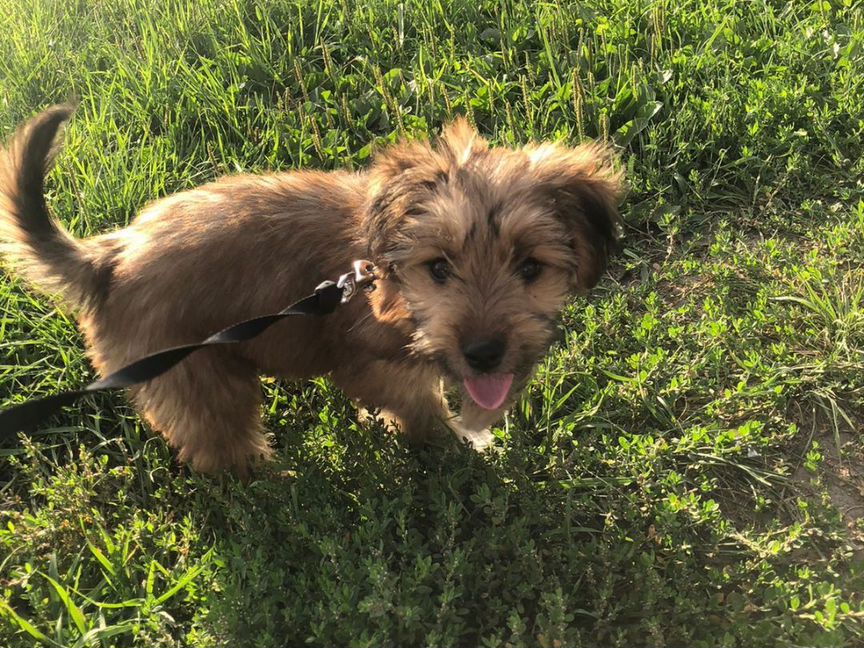 Собака маленькая порода