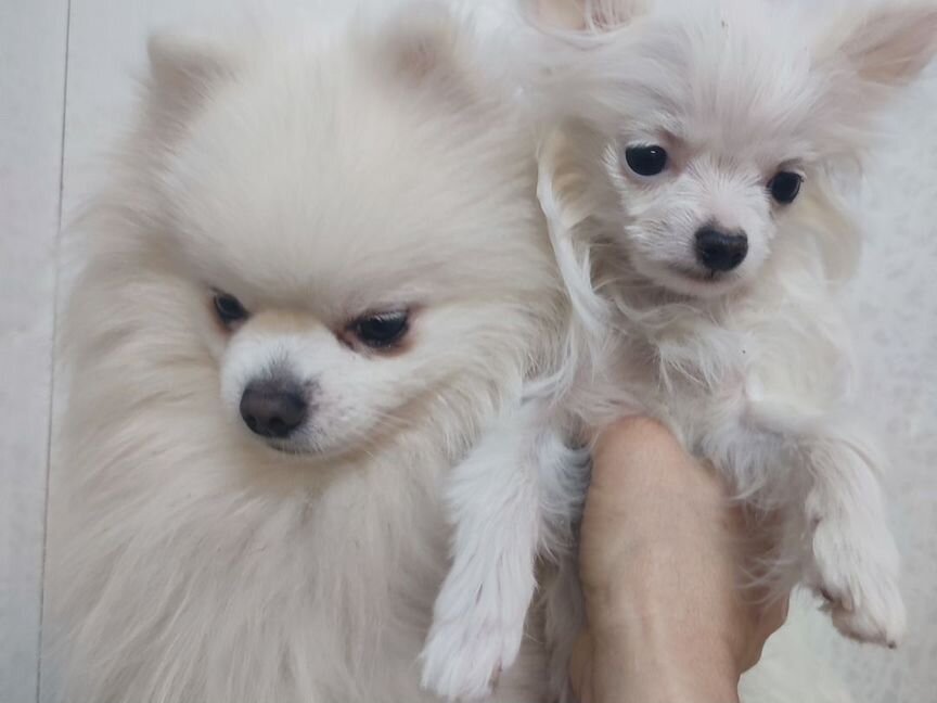 Мальчик микро