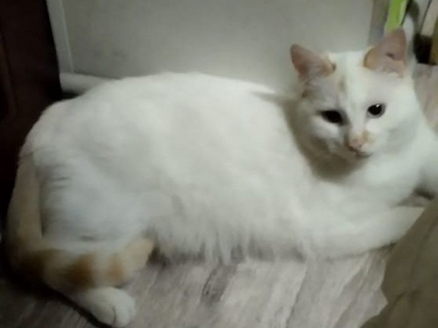 Кот Кубик Рубик