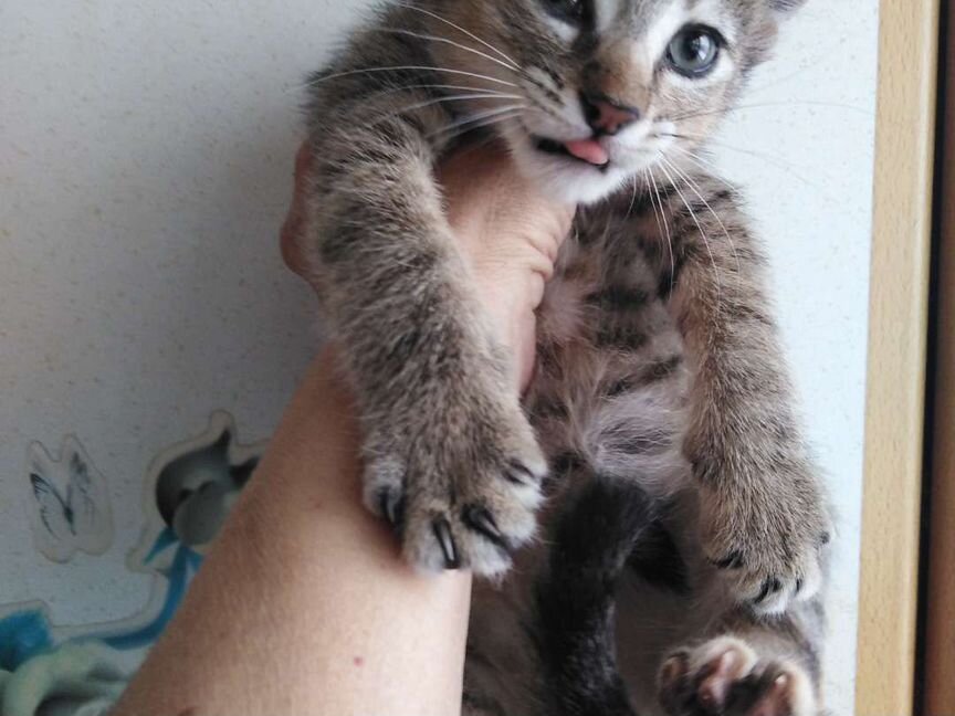 Котята донского финкса