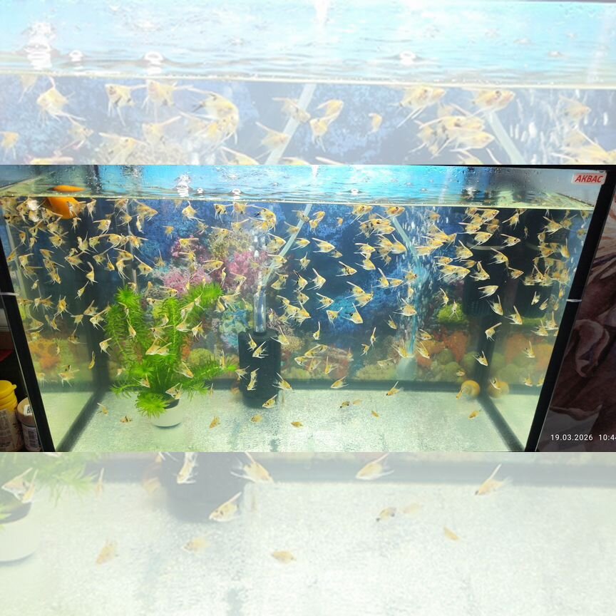 Мальки скалярия кои 1 месяц