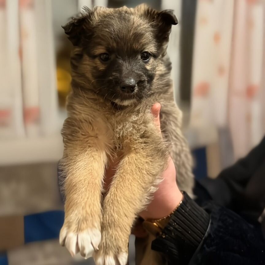 Щенок в добрые руки