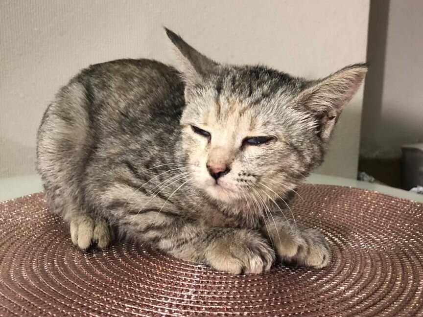 Кошки в добрые руки бесплатно