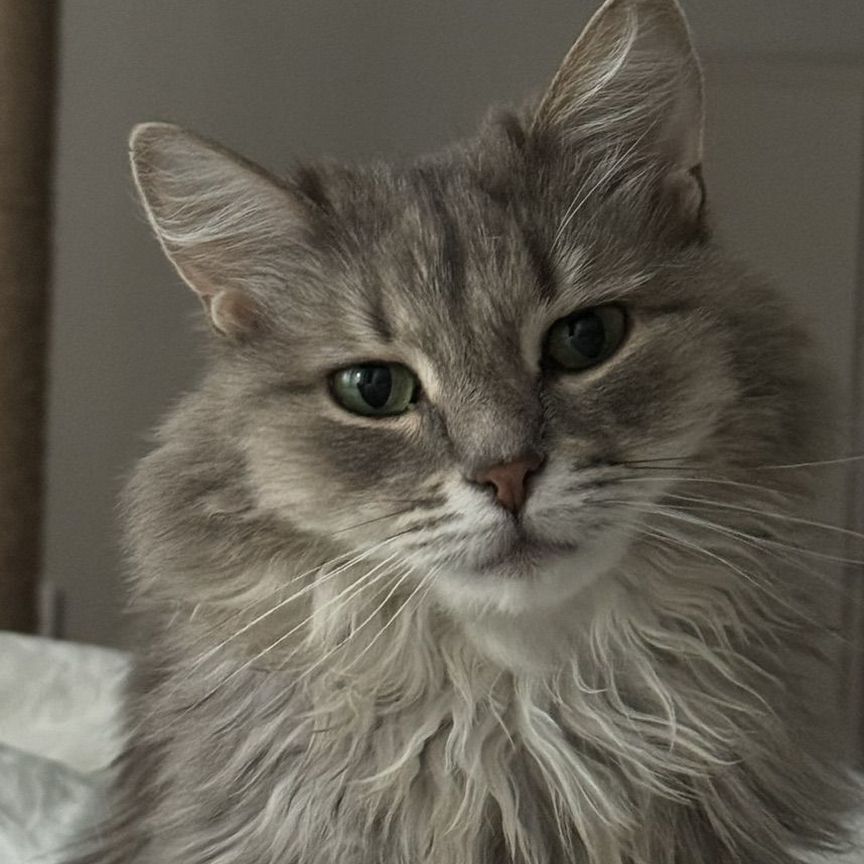 Взрослая кошка в добрые руки