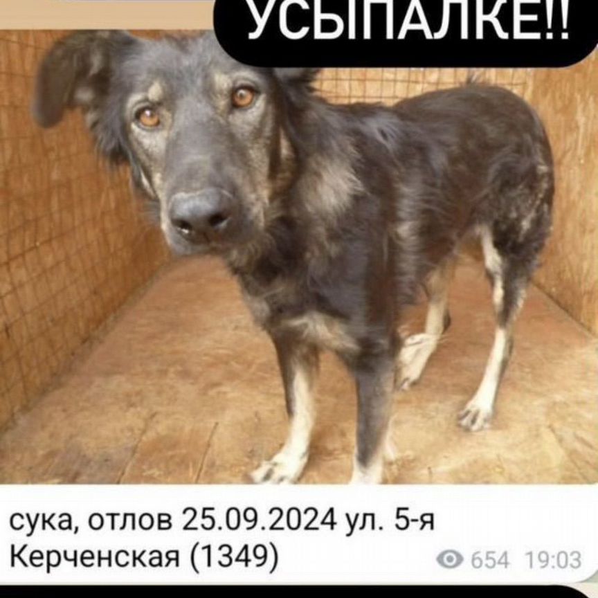 Спасите собаку из усыпалки