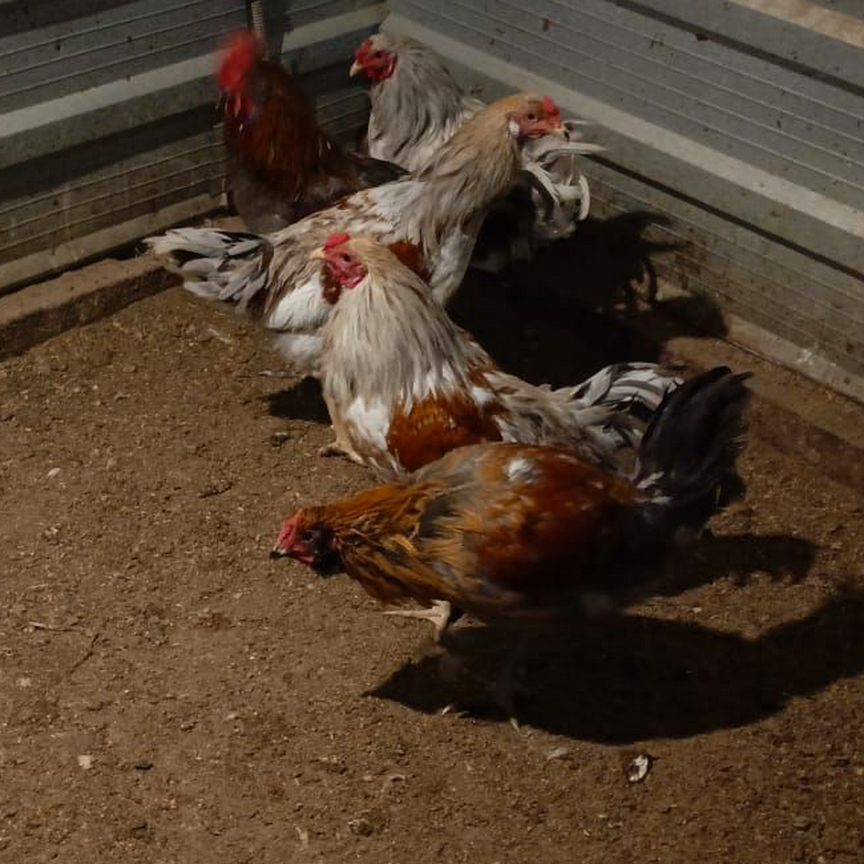 Молодые петухи домашние