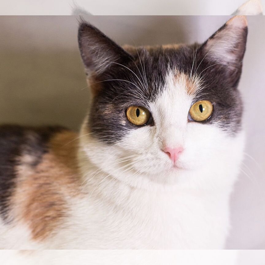 Трёхцветная Карамель (из приюта)