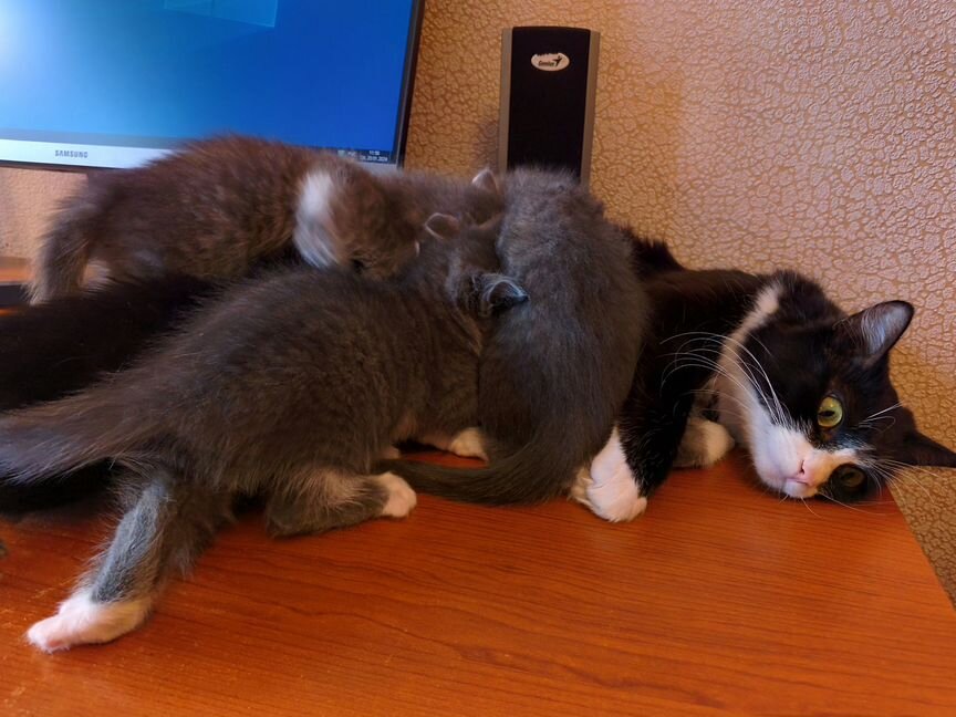 Котята в добрые руки