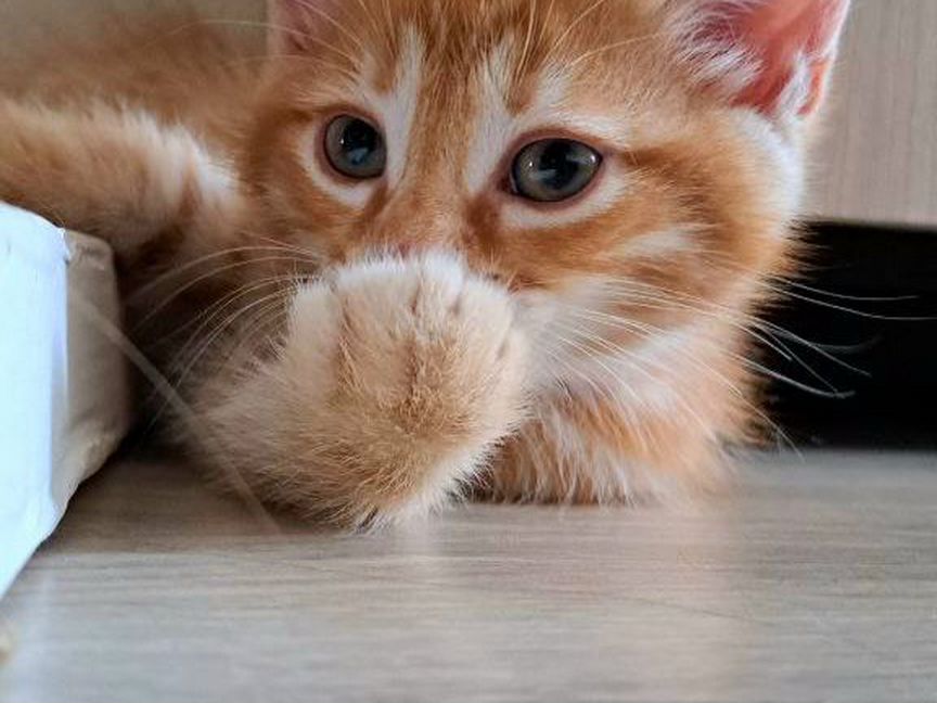 Котенок мальчик бесплатно
